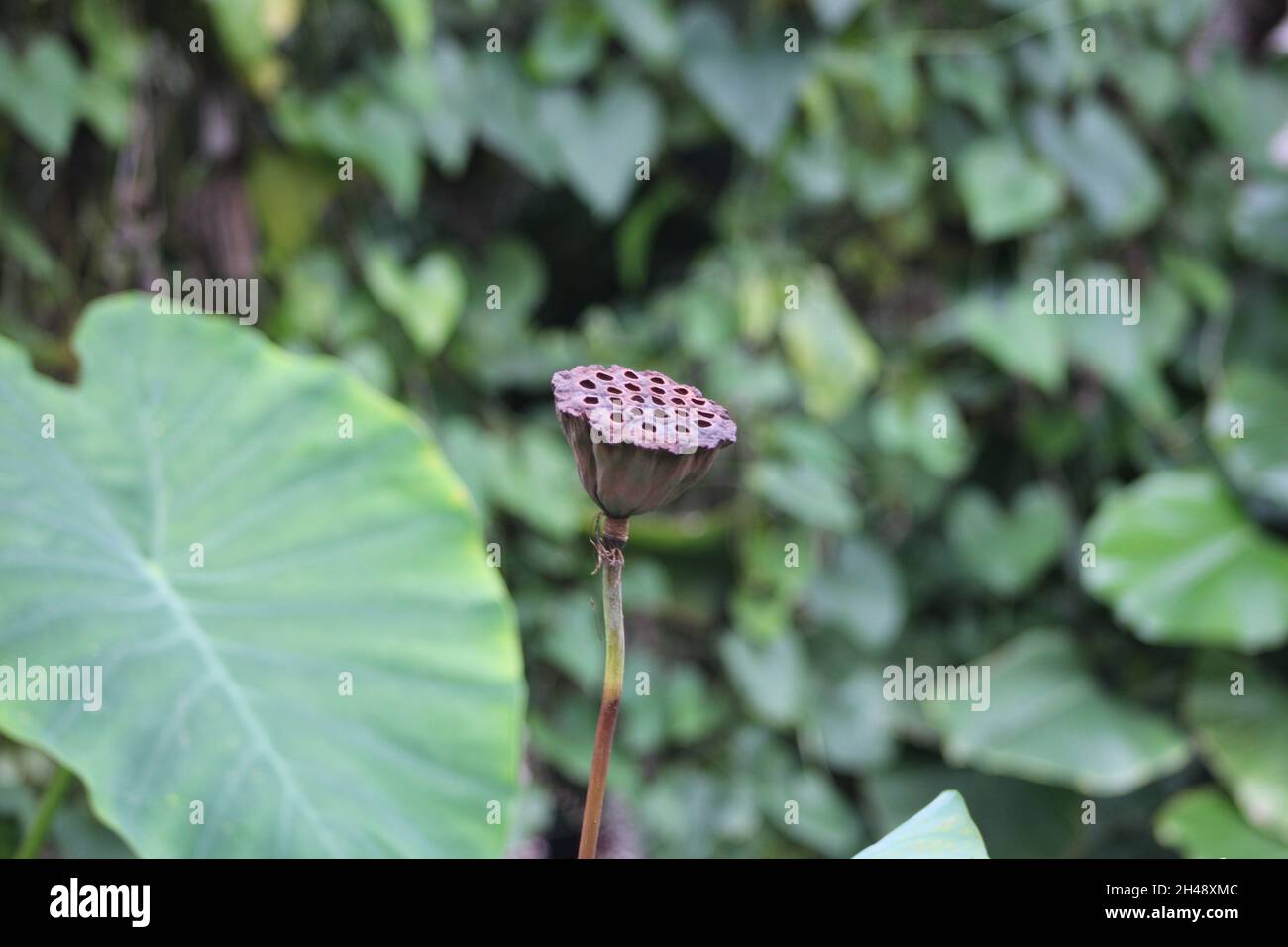 Brown Seed Pod Stock Photo - Alamy