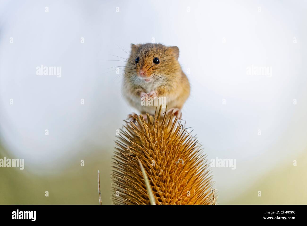 Harvest mice on teasel hi-res stock photography and images - Alamy
