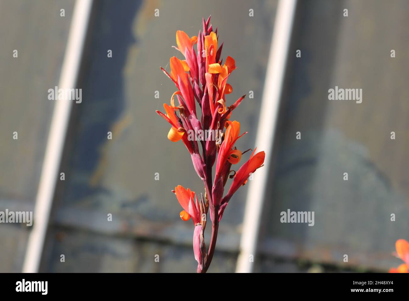 Red & Orange Flower Spike Stock Photo - Alamy