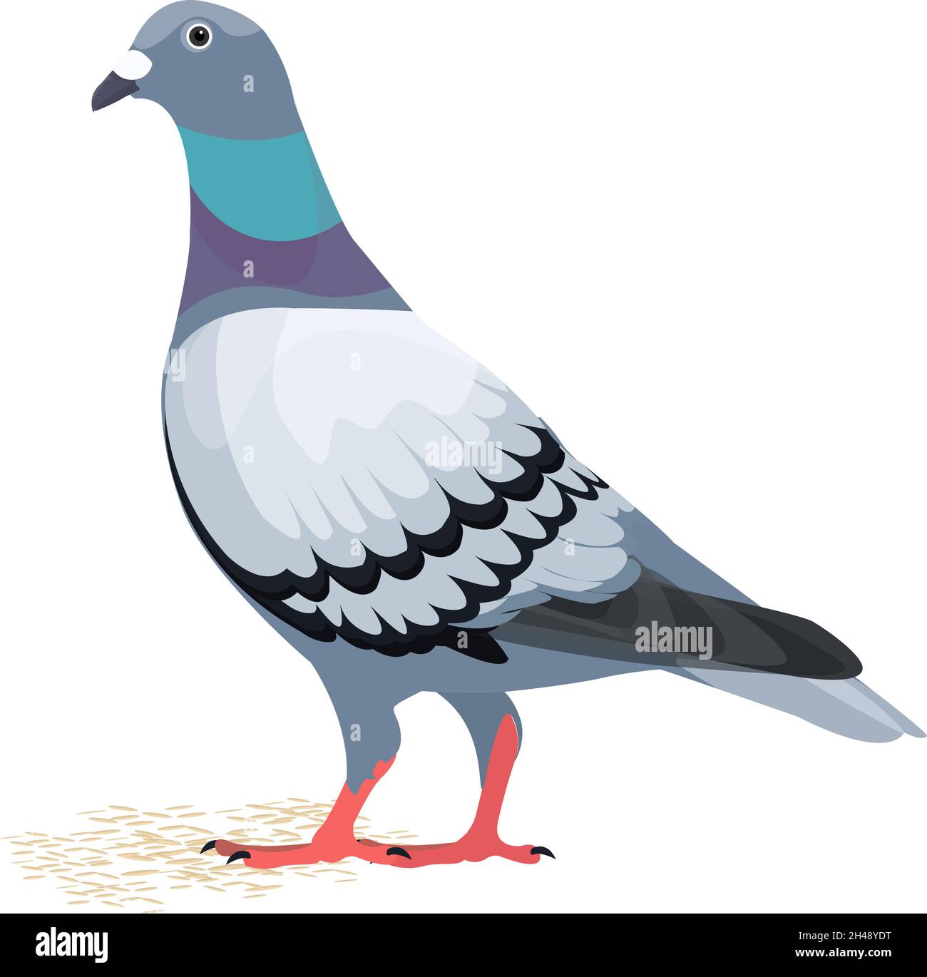 Pigeon bird, illustration, vector on a white background Stock Vector ...