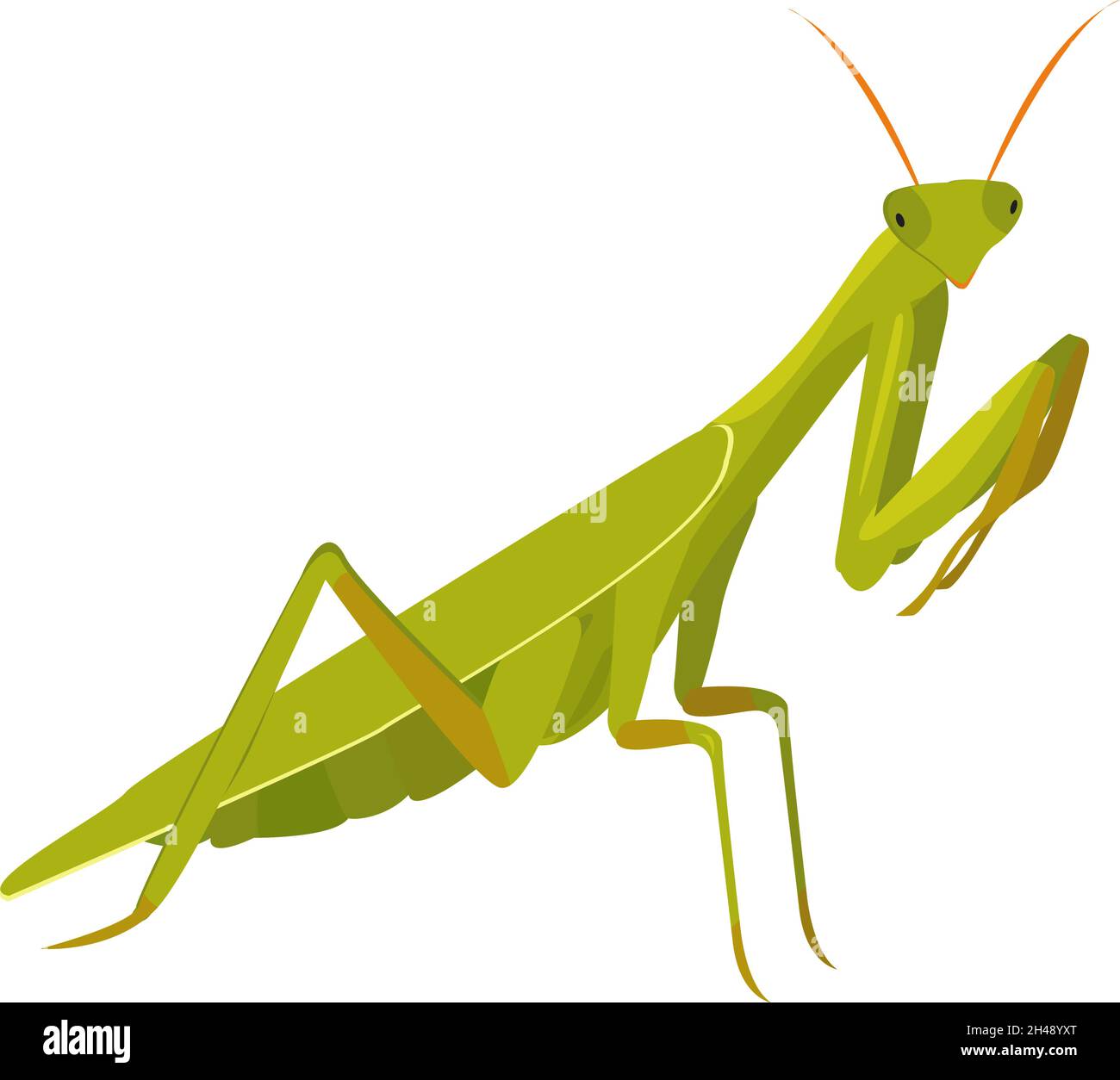 Praying Mantis Face Drawing