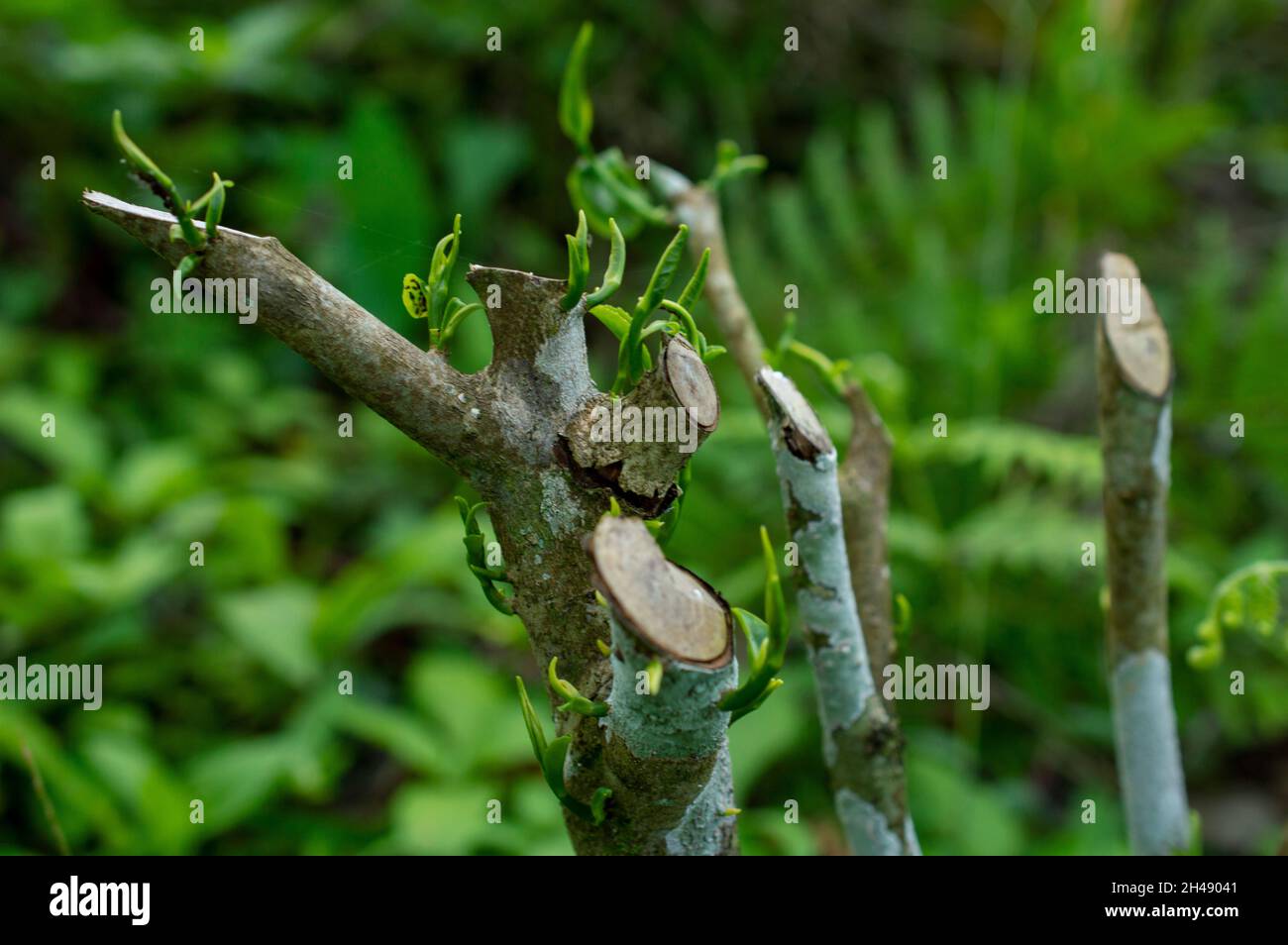 The leaves should regenerate for a second harvest within four weeks ...