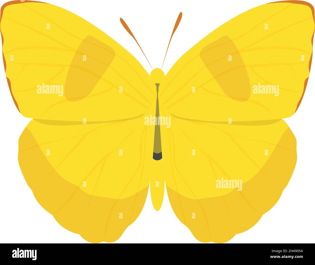 Yellow butterfly, illustration, vector on a white background Stock ...