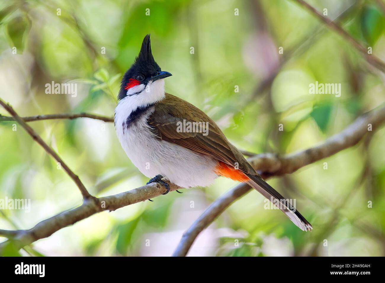 Red-whiskered bulbul - Pycnonotus jocosus Stock Photo - Alamy