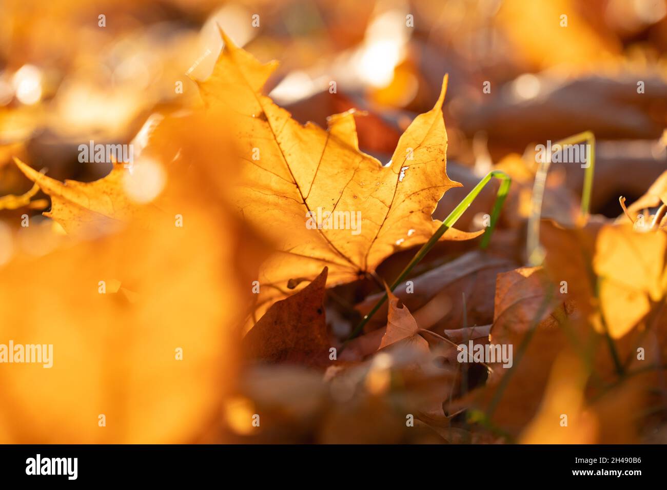 Yellowed maple leaves cover the ground. Autumn in the park Stock Photo - Alamy