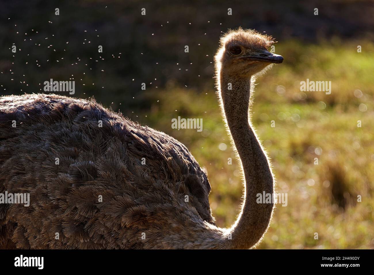 Ostrich - Struthio camelus Stock Photo - Alamy