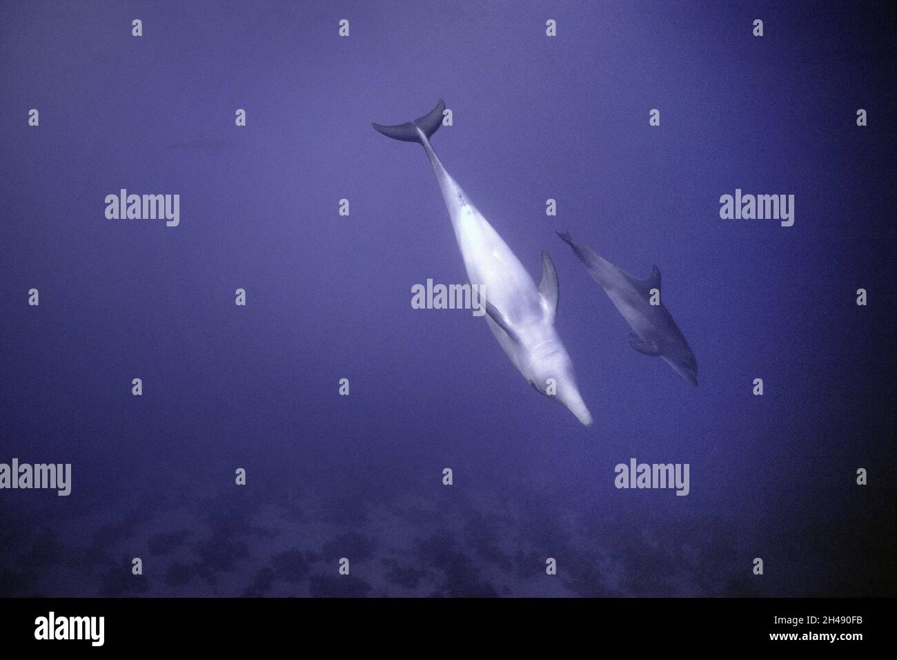 Indo-Pacific bottlenose dolphins - Tursiops aduncus Stock Photo - Alamy