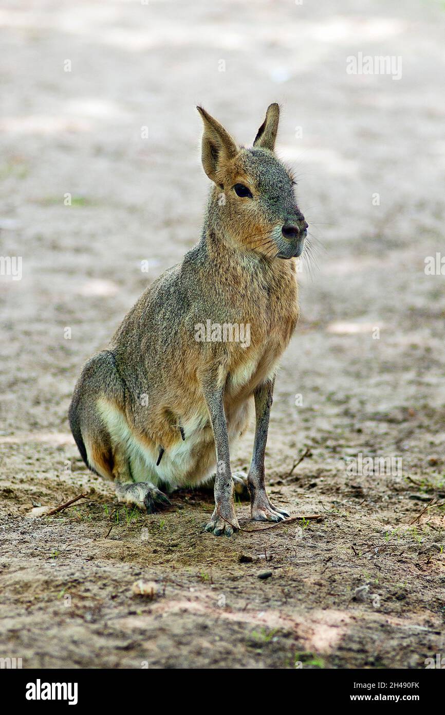 Patagonian mara - Dolichotis patagonum Stock Photo - Alamy