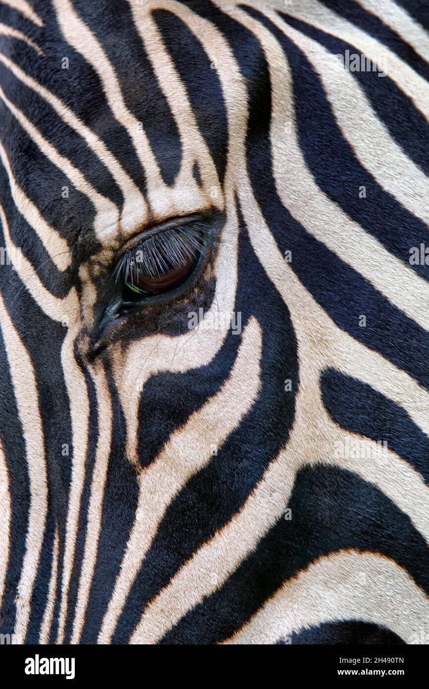 Burchells zebra equus burchelli portrait hi-res stock photography and ...