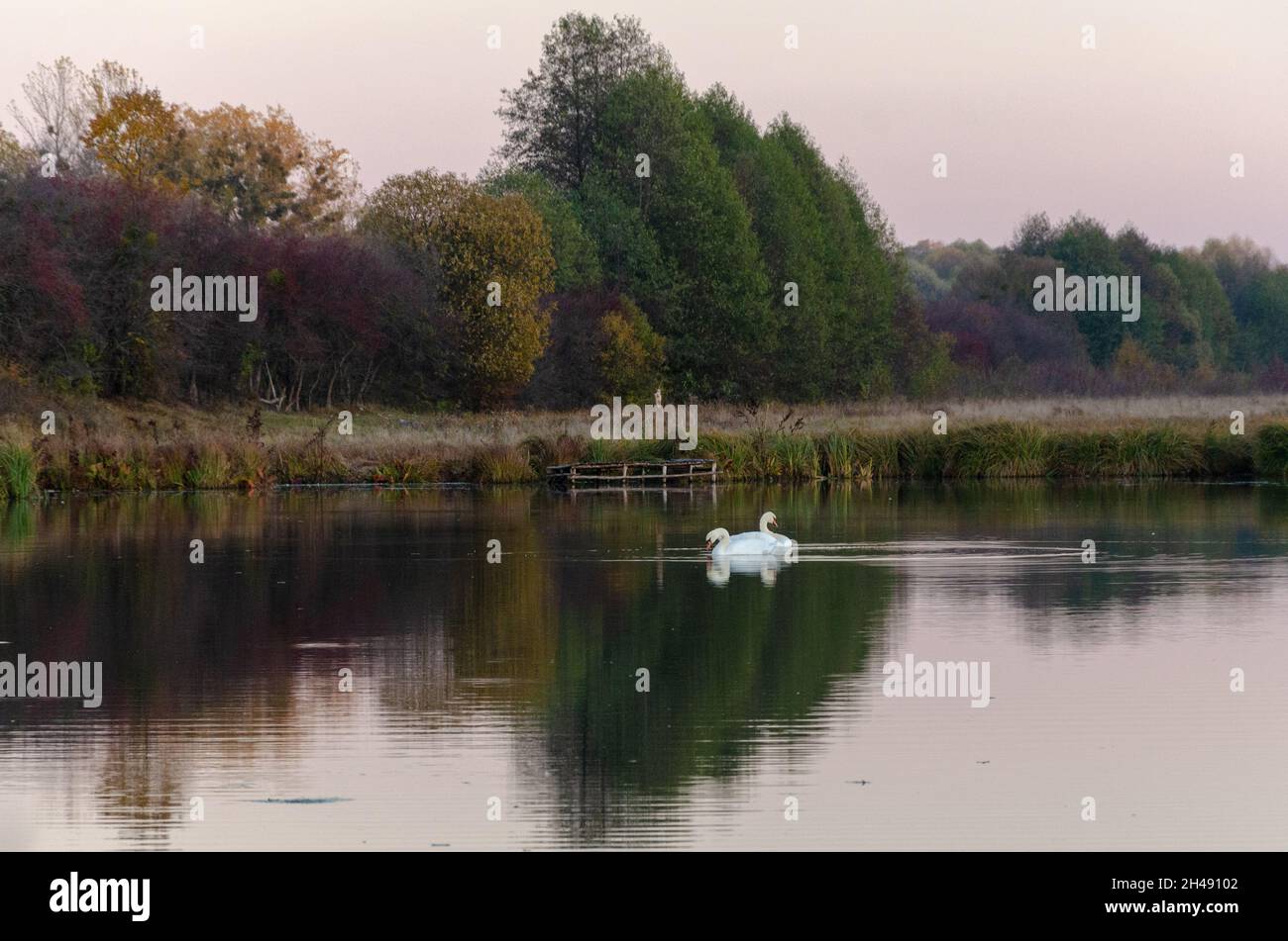 Two graceful swans floating in the calm lake Stock Photo - Alamy