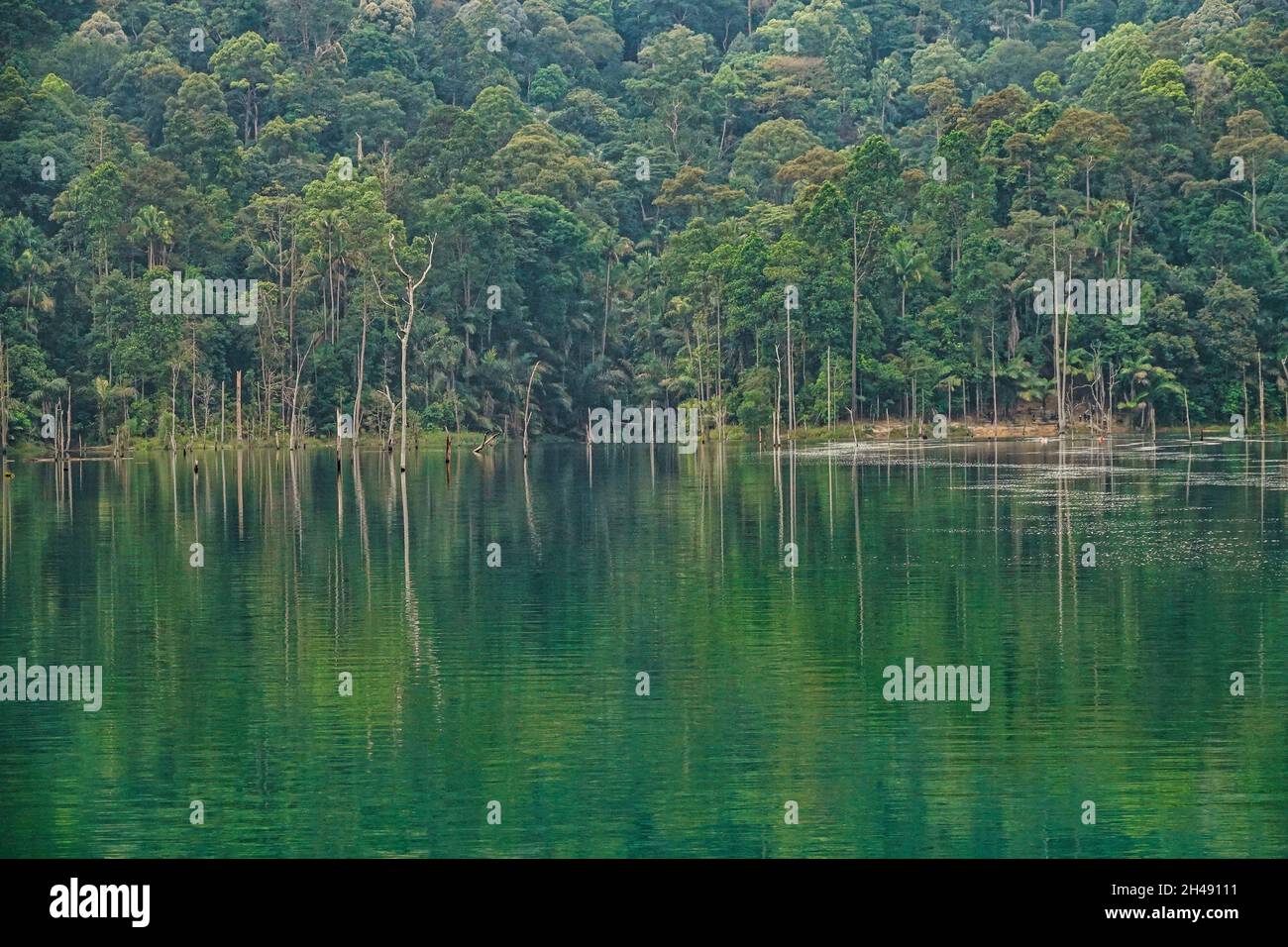 Mirror lake near the dene green forest Stock Photo - Alamy