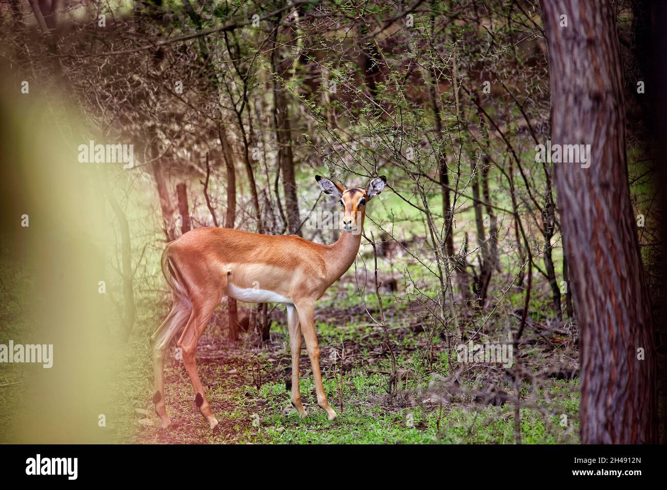 Female impala hi-res stock photography and images - Alamy