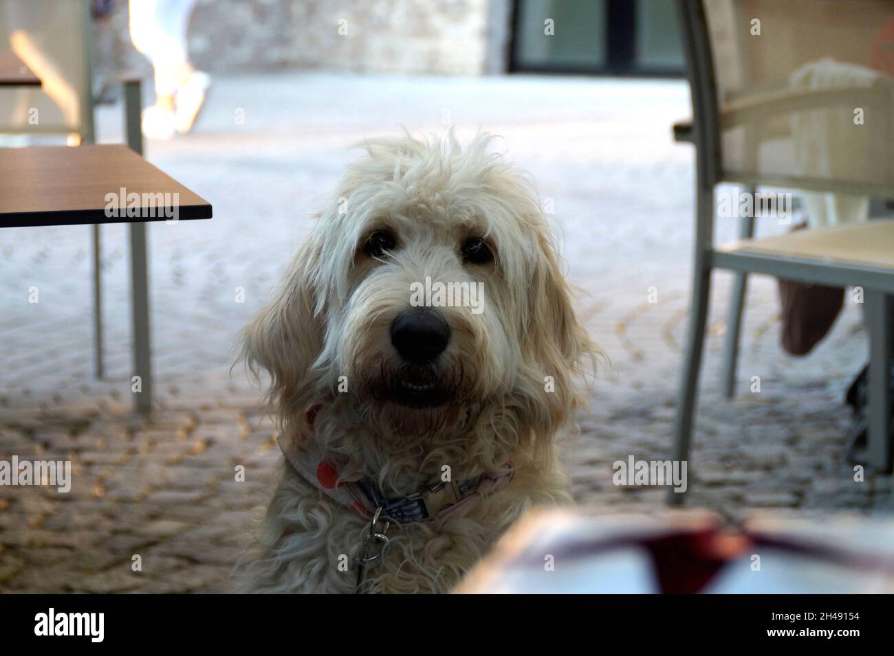 What Are The Biggest And Hairiest Dogs