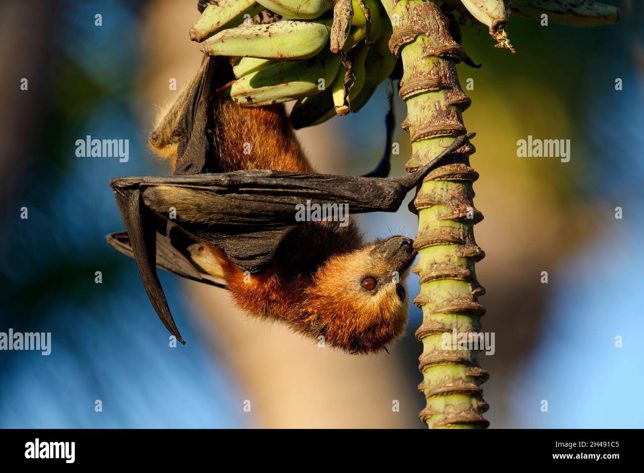 Mauritius fruit bat / Mauritian flying fox - Pteropus niger Stock Photo ...