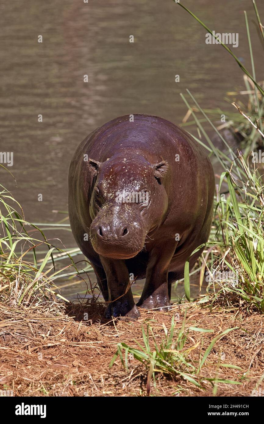 Pygmy hippo hi-res stock photography and images - Alamy