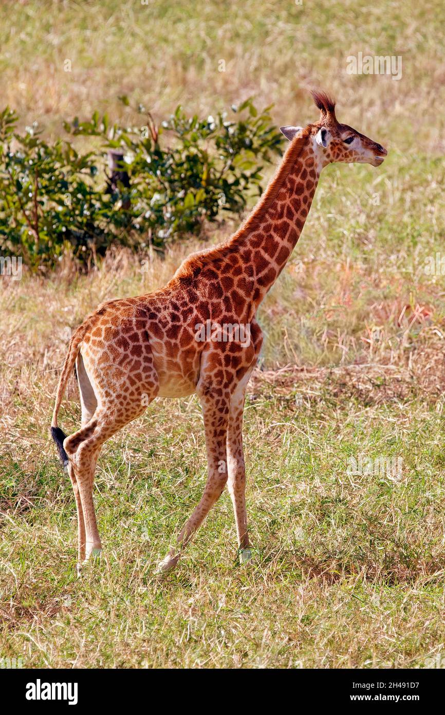 Southern giraffe (juvenile) - Giraffa giraffa Stock Photo - Alamy