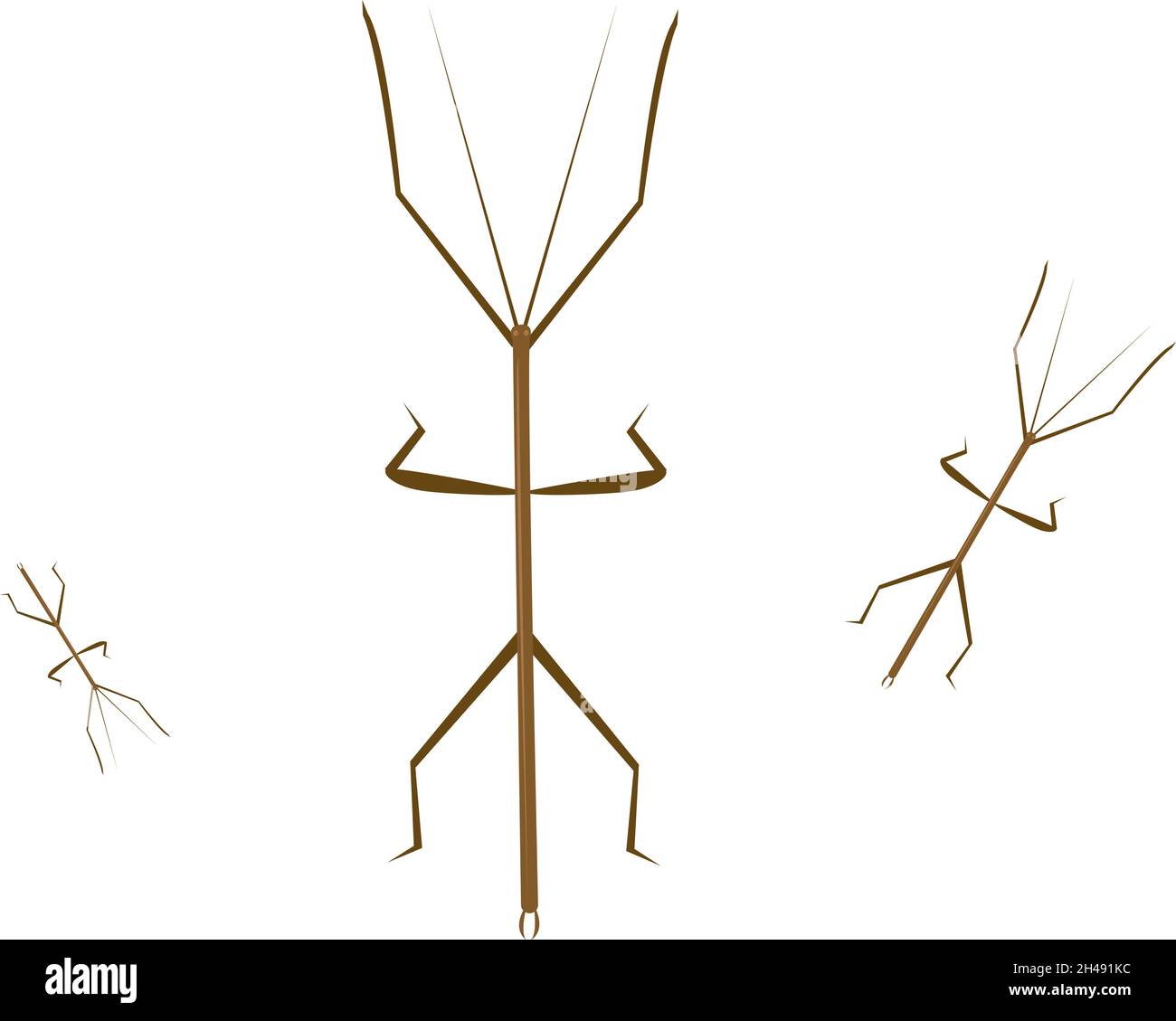Winged stick insect Stock Vector Images - Alamy