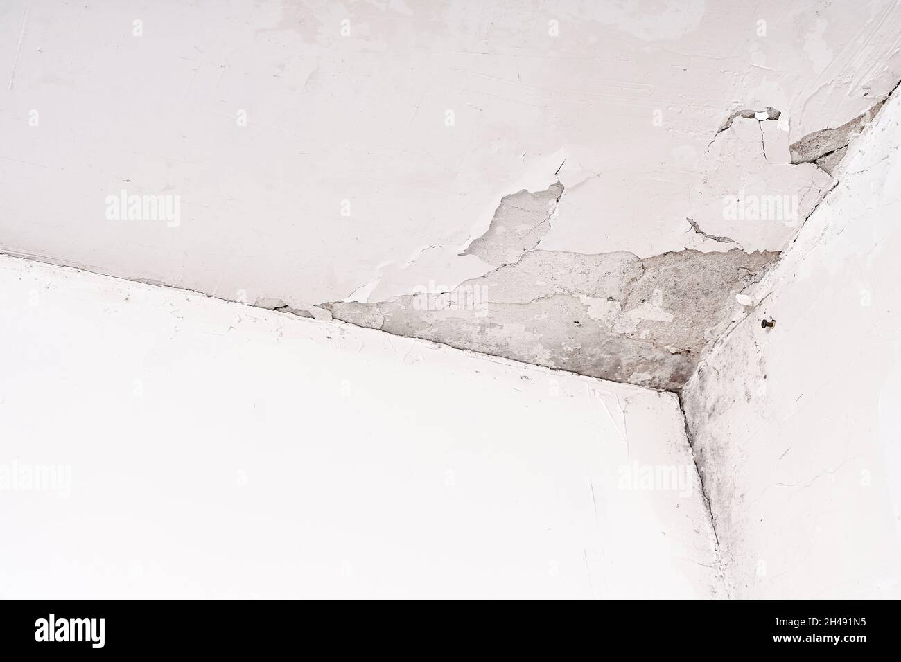 Fungus and mold on the wall in the damp corner of the house. Loose ...