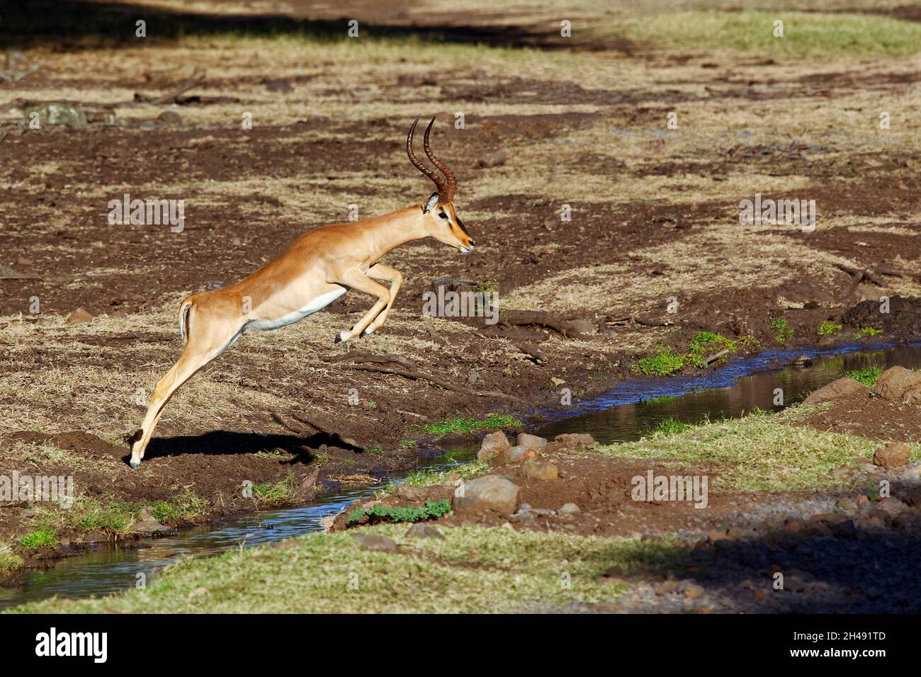 Male impala hi-res stock photography and images - Alamy