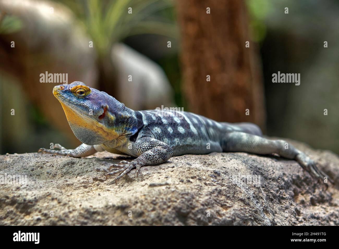 Baja blue rock lizard - Petrosaurus thalassinus Stock Photo - Alamy