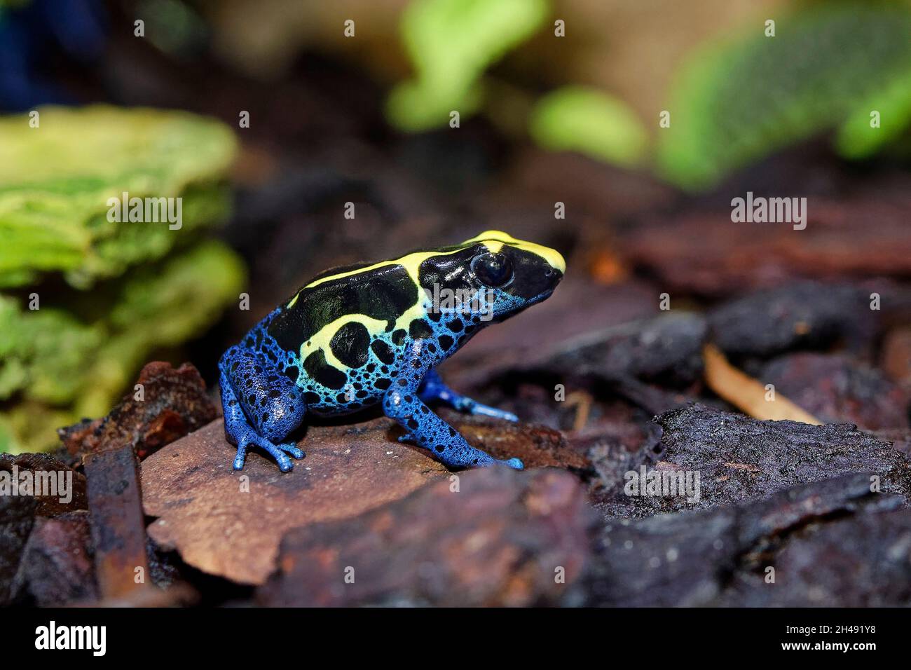 Dyeing poison dart frog - Dendrobates tinctorius Stock Photo - Alamy