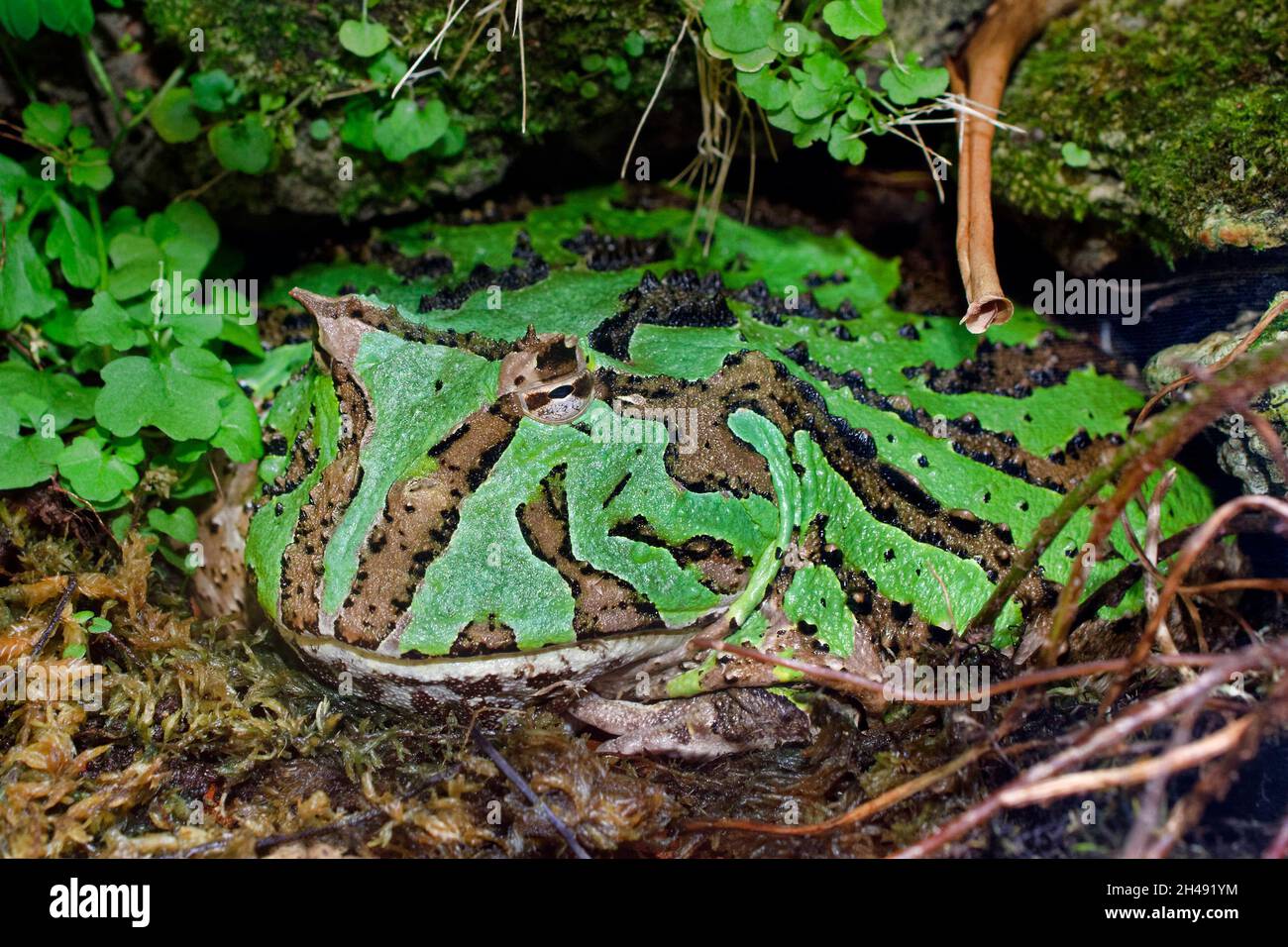 Cranwell's horned frog - Ceratophrys cranwelli Stock Photo - Alamy