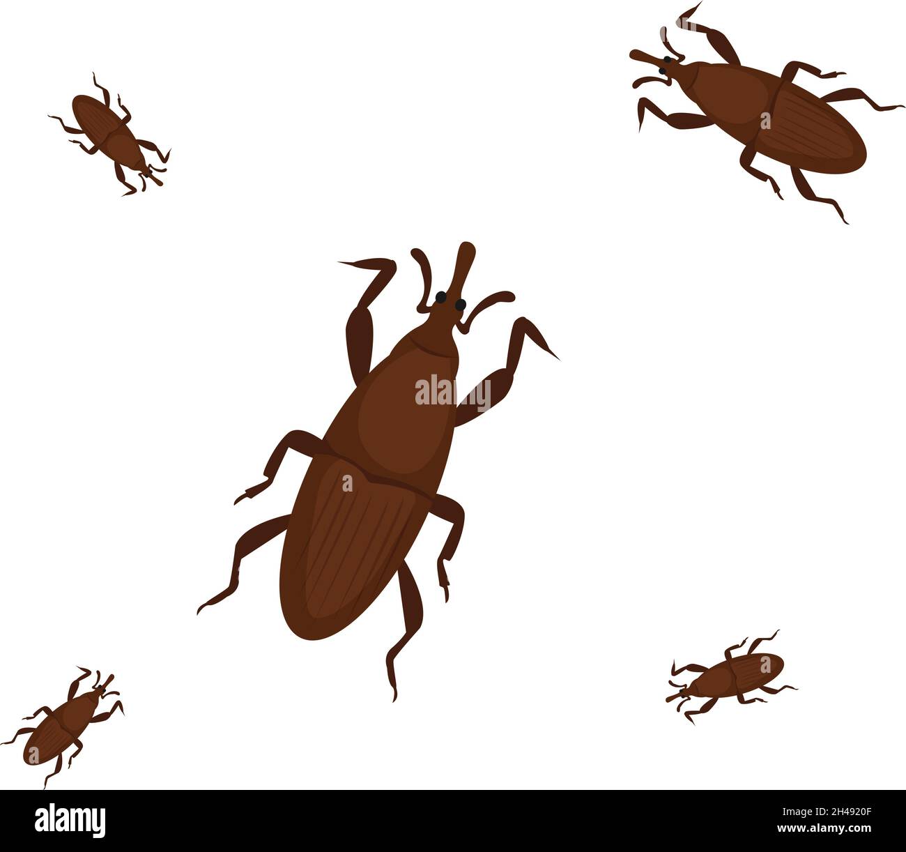 Weevil vector vectors hi-res stock photography and images - Alamy