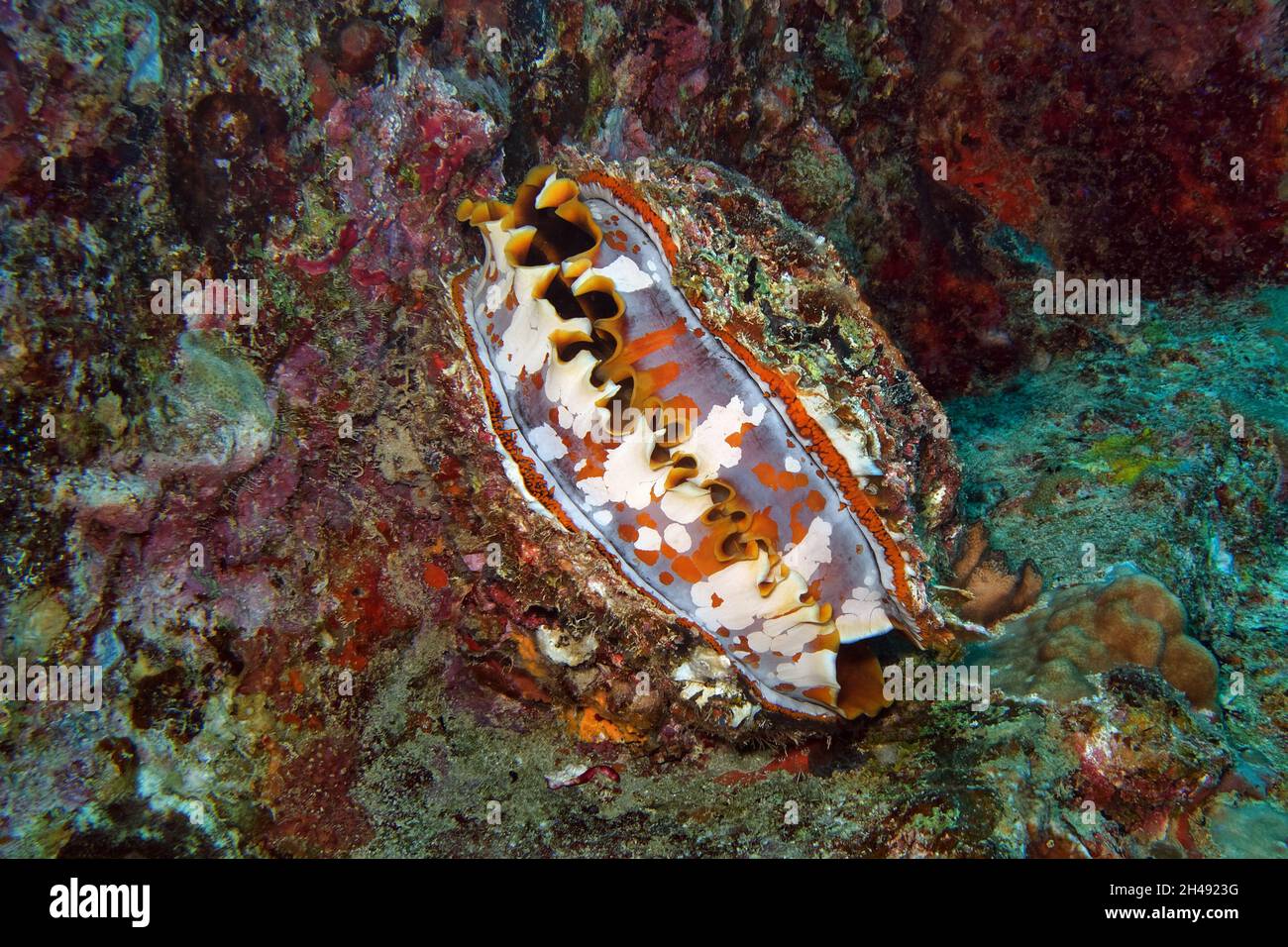 Giant thorny oyster - Spondylus varius Stock Photo - Alamy