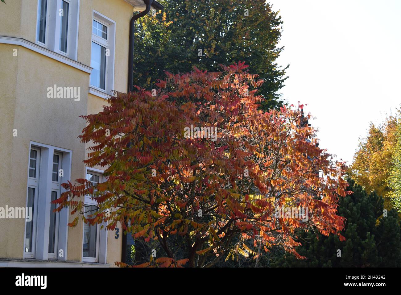 autumn tree in the small town streets Stock Photo - Alamy