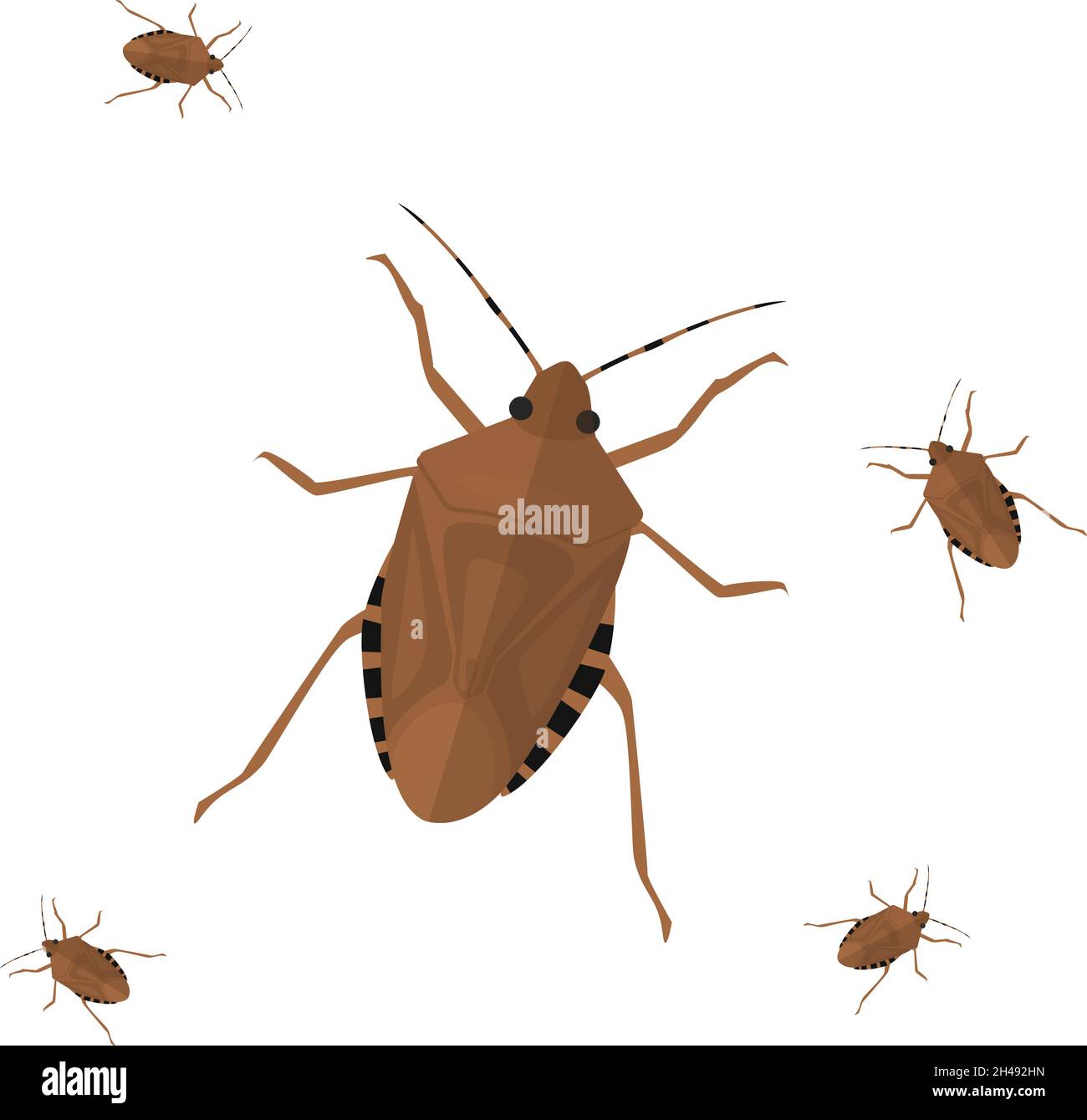 White stink bug Stock Vector Images - Alamy
