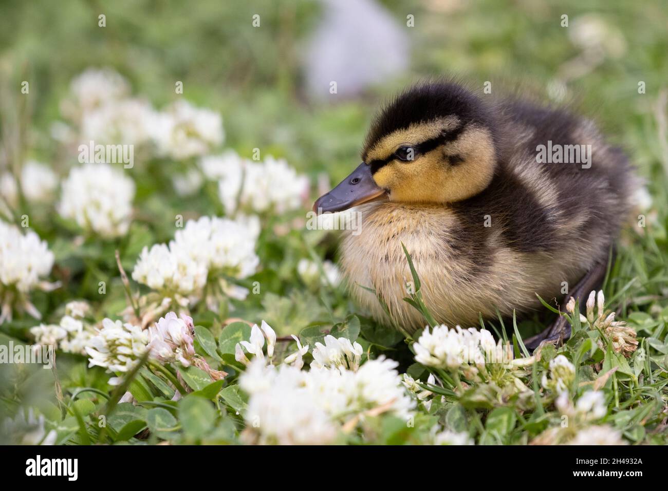 Fluffy duckling hi-res stock photography and images - Alamy