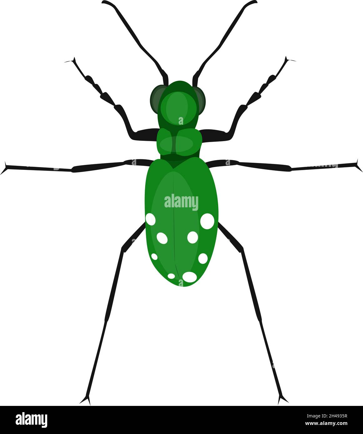 Drawing a green bug Stock Vector Images - Alamy