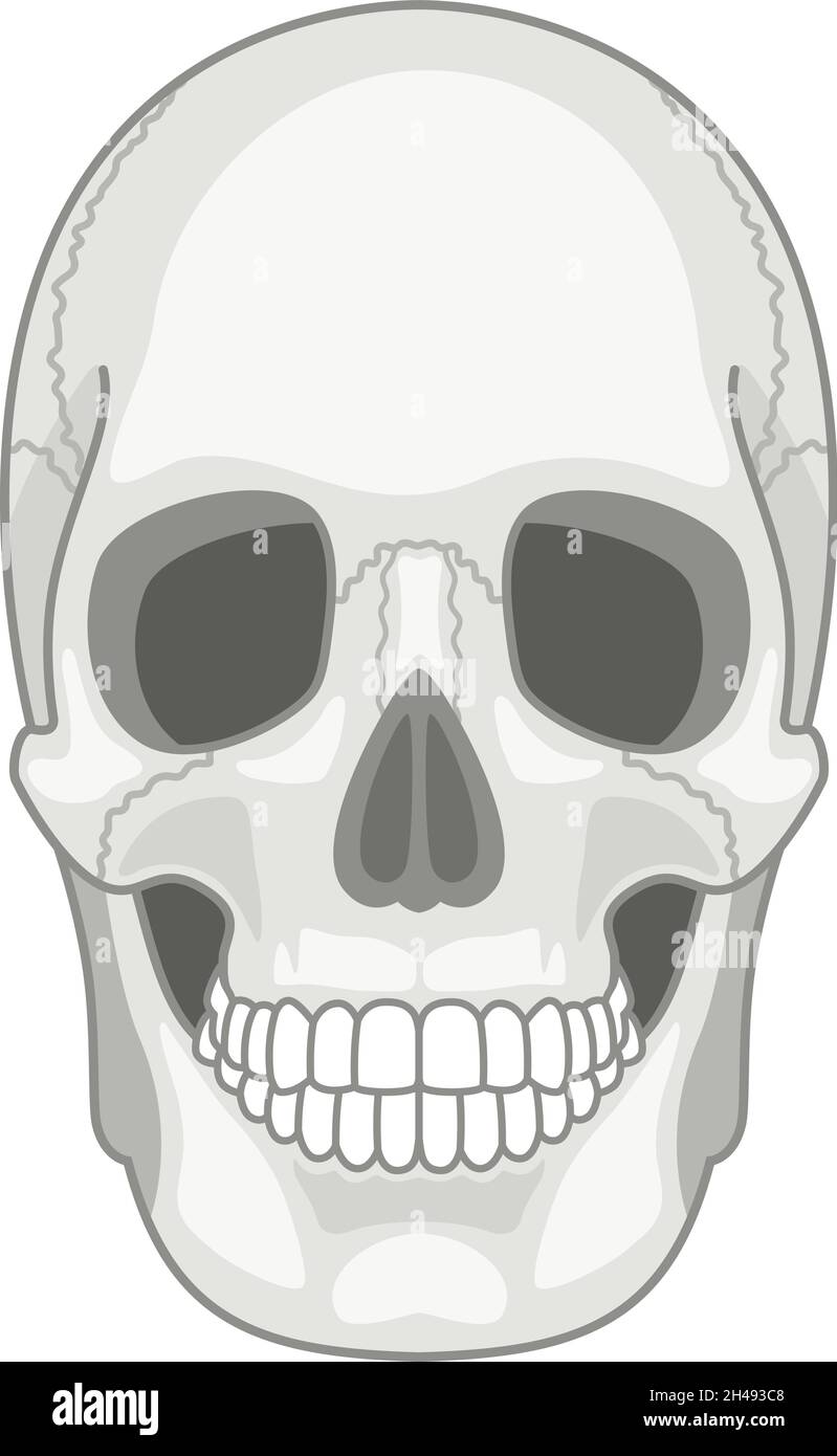 Simple vector skull. Skulls face icon, lines black halftone doodle ...