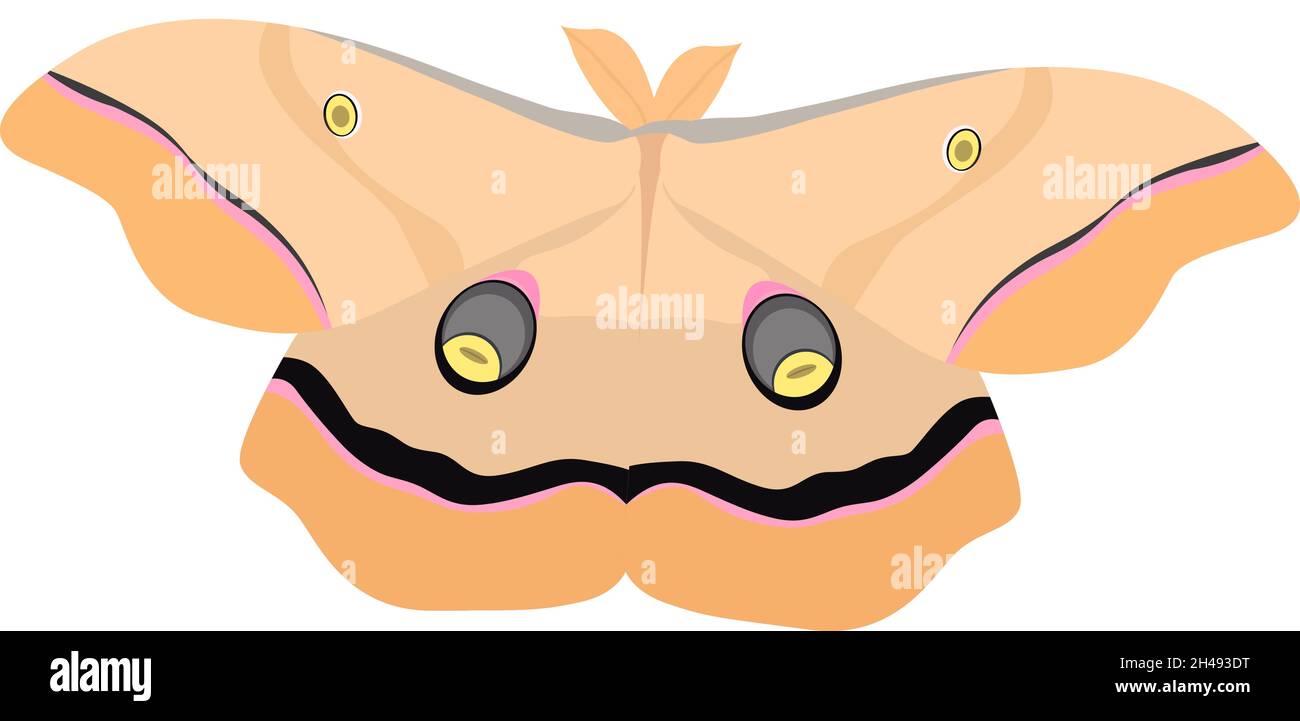 Polyphemus moth, illustration, vector on a white background Stock ...