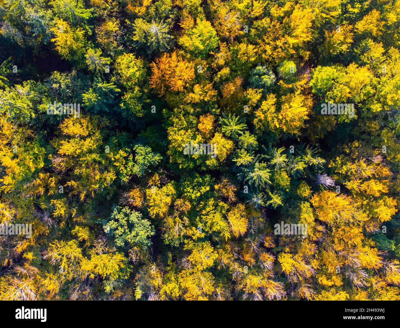 Beautiful woodland from above majestic hi-res stock photography and ...