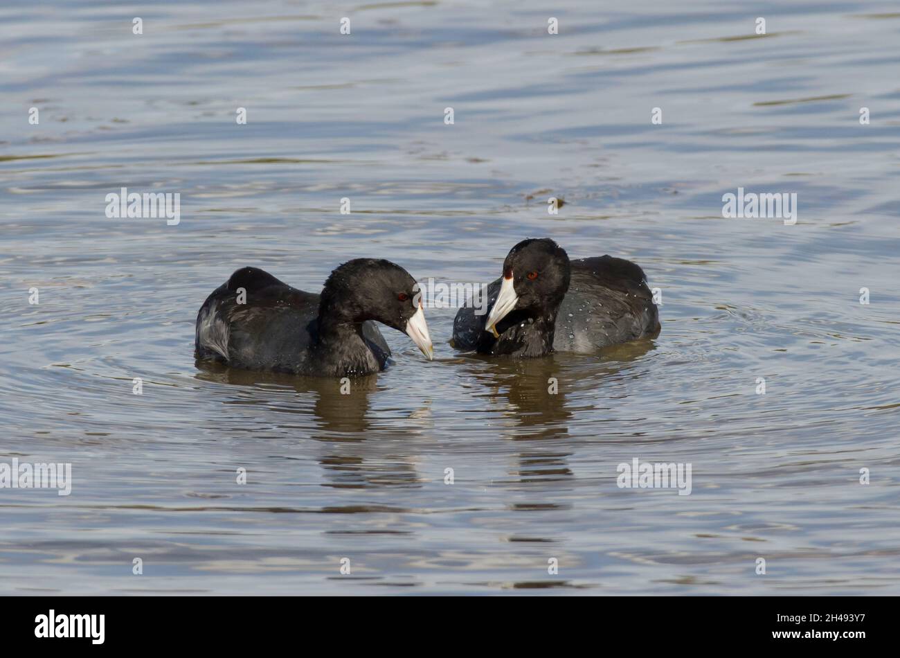 American coots hi-res stock photography and images - Alamy