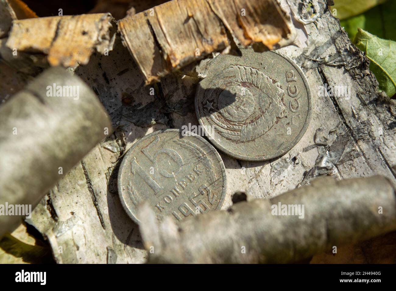 Old coins in the forest on a piece of birch bark lying on green moss ...