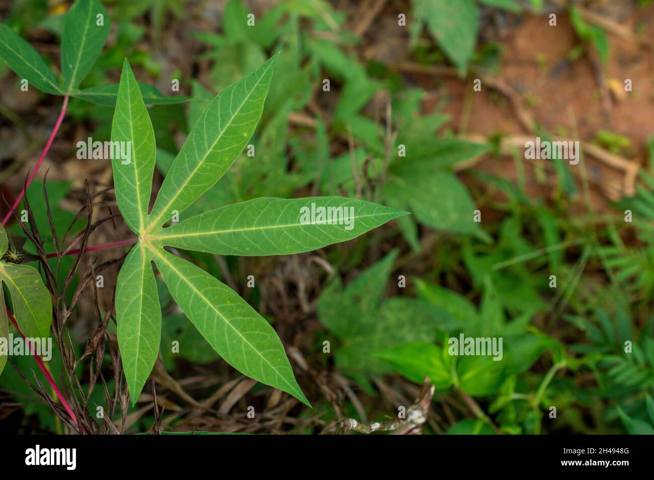 Planta De Tapioca Resistente