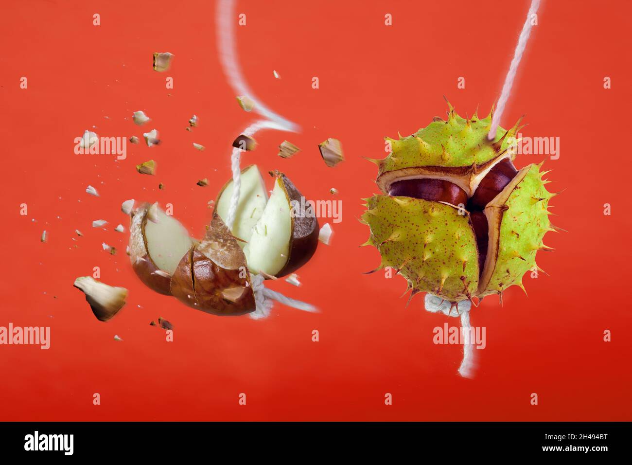 One conker on a string hi-res stock photography and images - Alamy