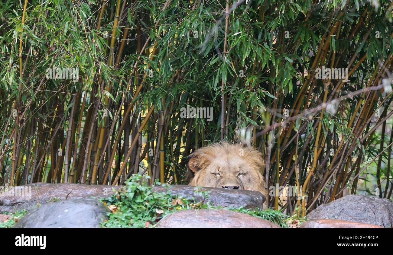 Lion enclosure hi-res stock photography and images - Alamy