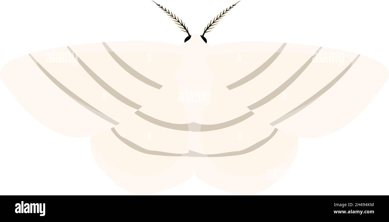 White moth, illustration, vector on a white background Stock Vector ...