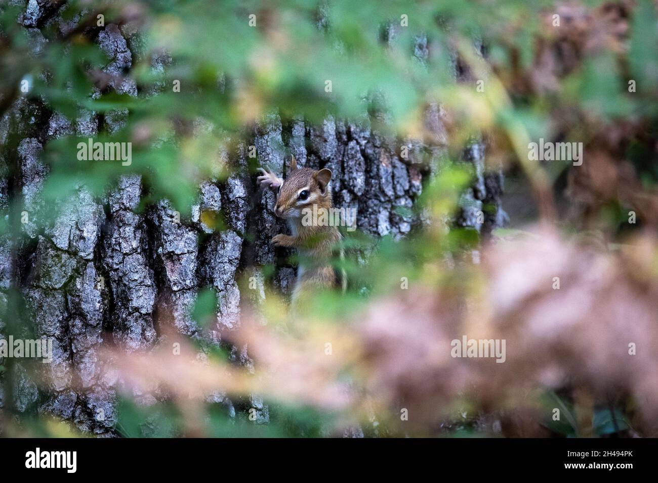 Cute chipmunk on the tree. Selected focus Stock Photo - Alamy
