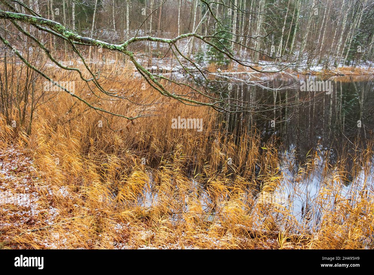 Lake with reeds and a tree branch in the woodland Stock Photo - Alamy