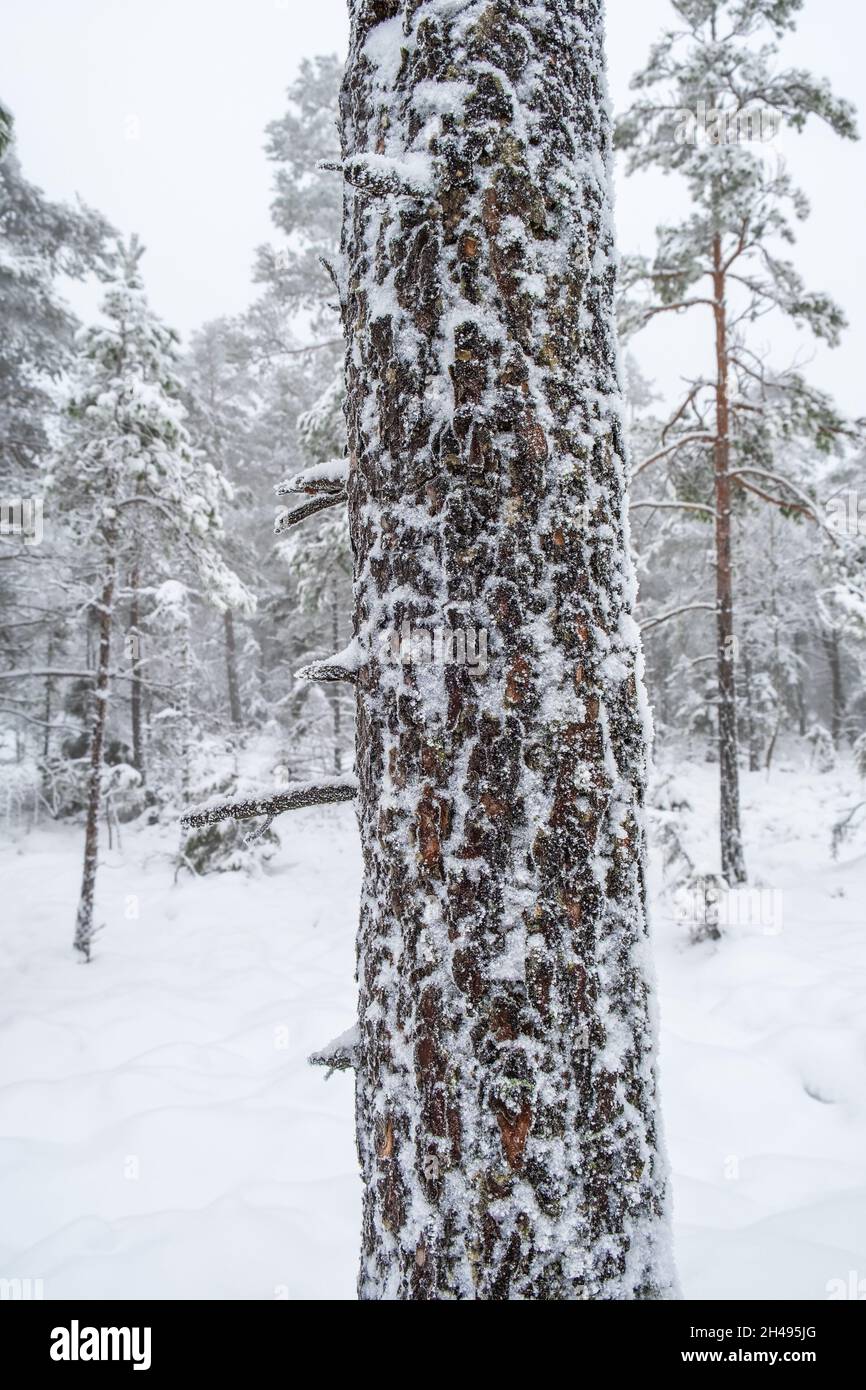 Frosty tree trunk hi-res stock photography and images - Alamy