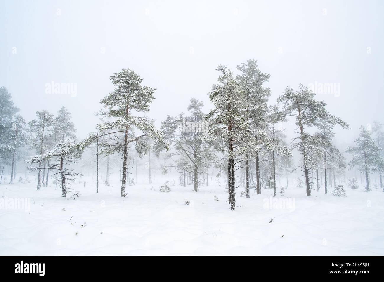 Conifers in winter hi-res stock photography and images - Alamy
