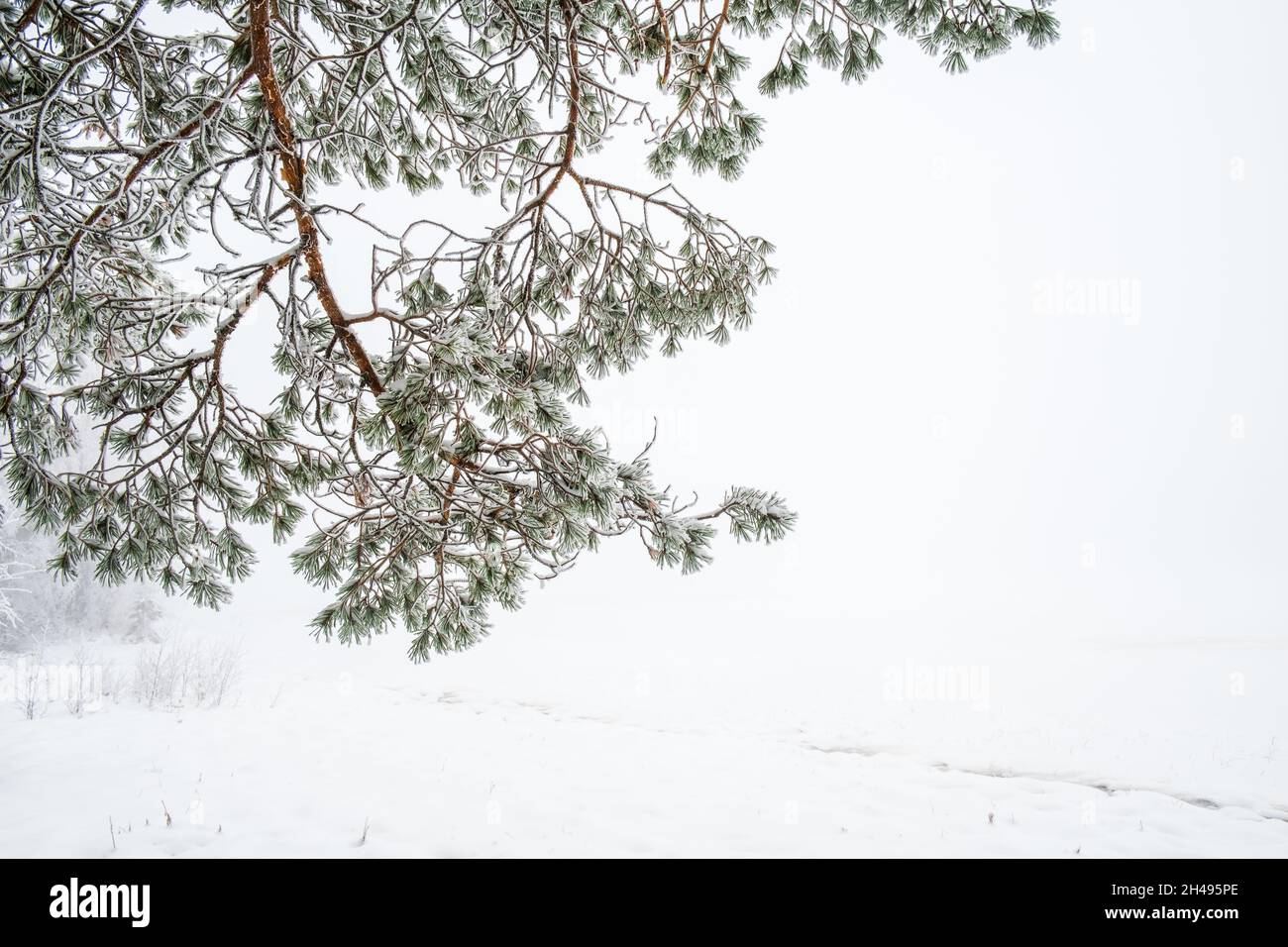 Frosted pine tree hi-res stock photography and images - Alamy