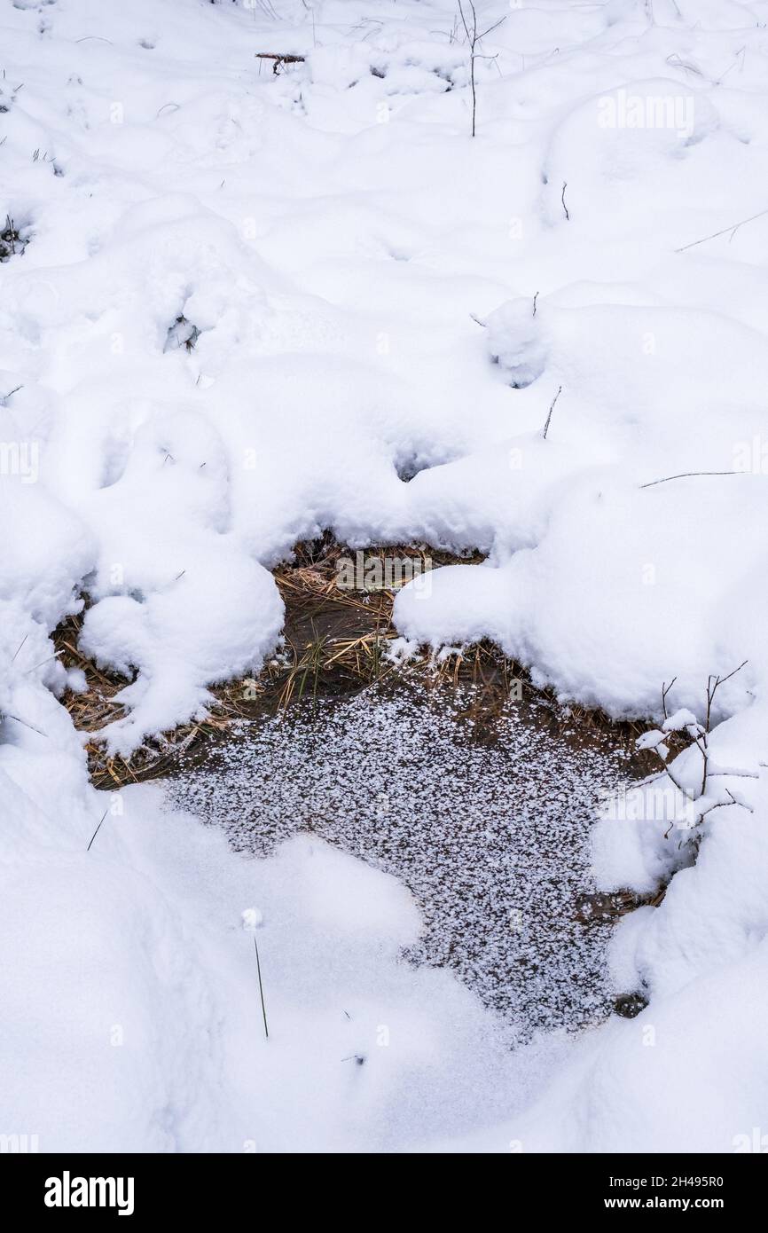 Frozen water puddle in the snow Stock Photo - Alamy