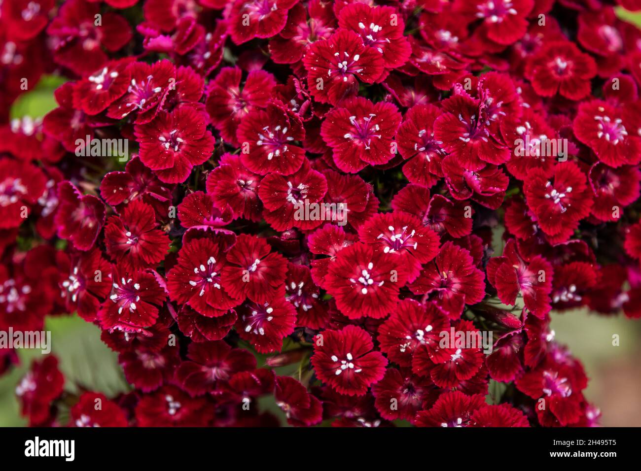 High flame flower in red Stock Photo - Alamy
