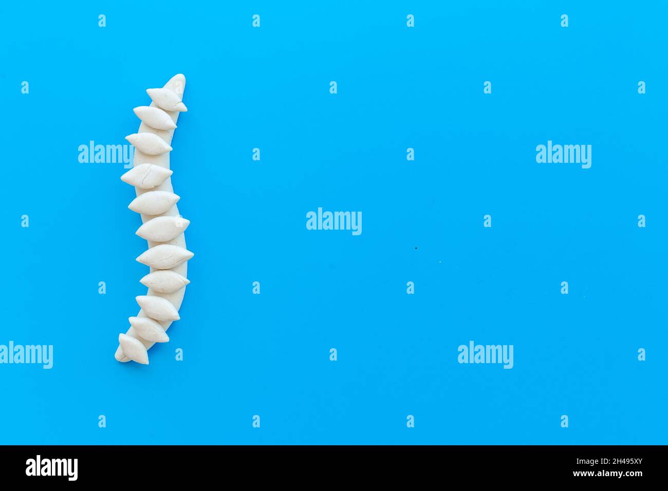 Healthy human spinal column skeleton model. Top view Stock Photo - Alamy