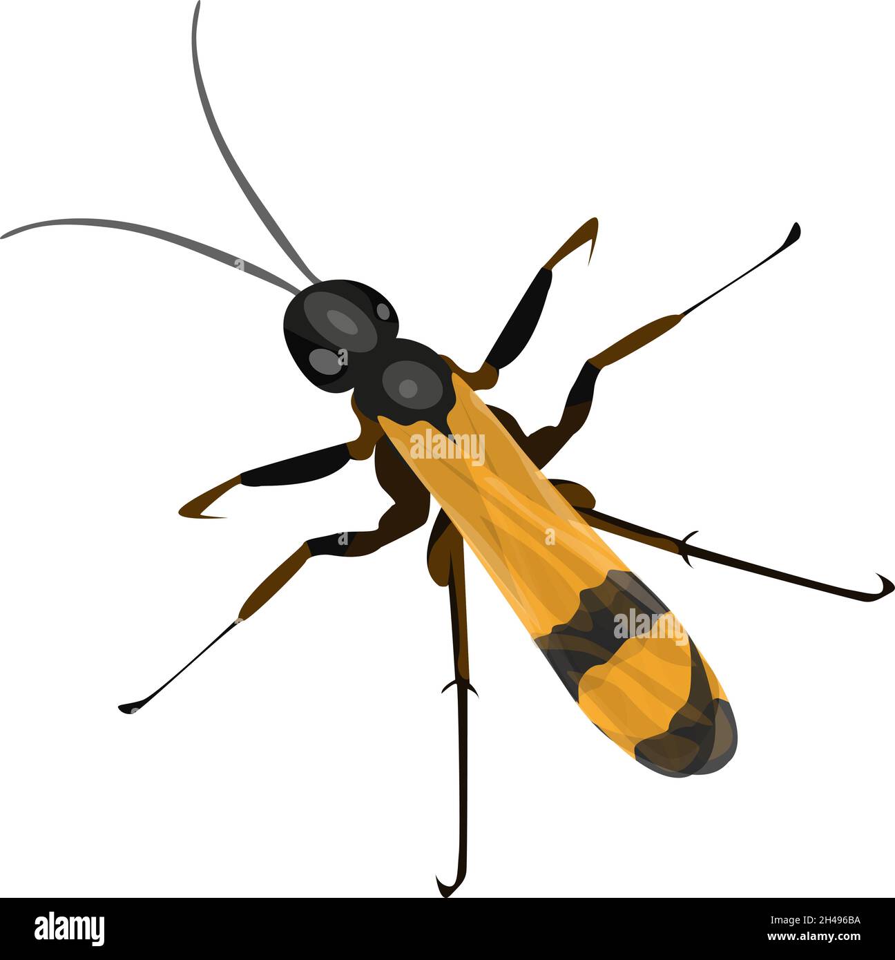 Spider wasp, illustration, vector on a white background Stock Vector ...